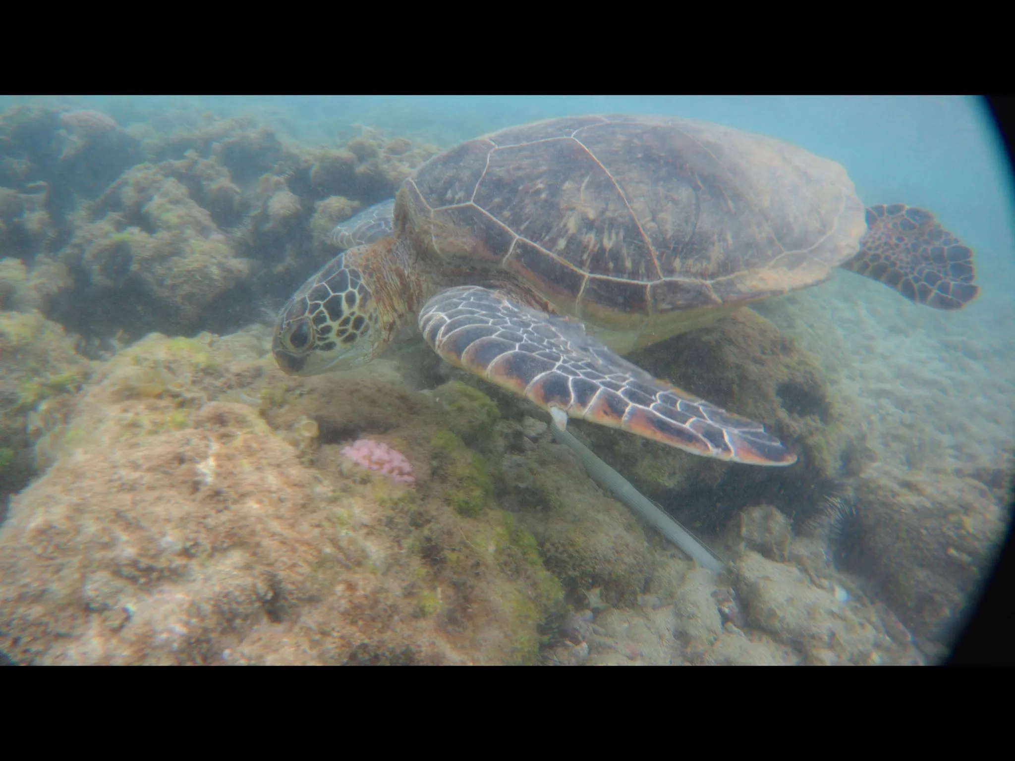 Xiaoliuqiu Snorkeling Guide 小琉球浮潛指南, The Best Places to Spot Sea ...