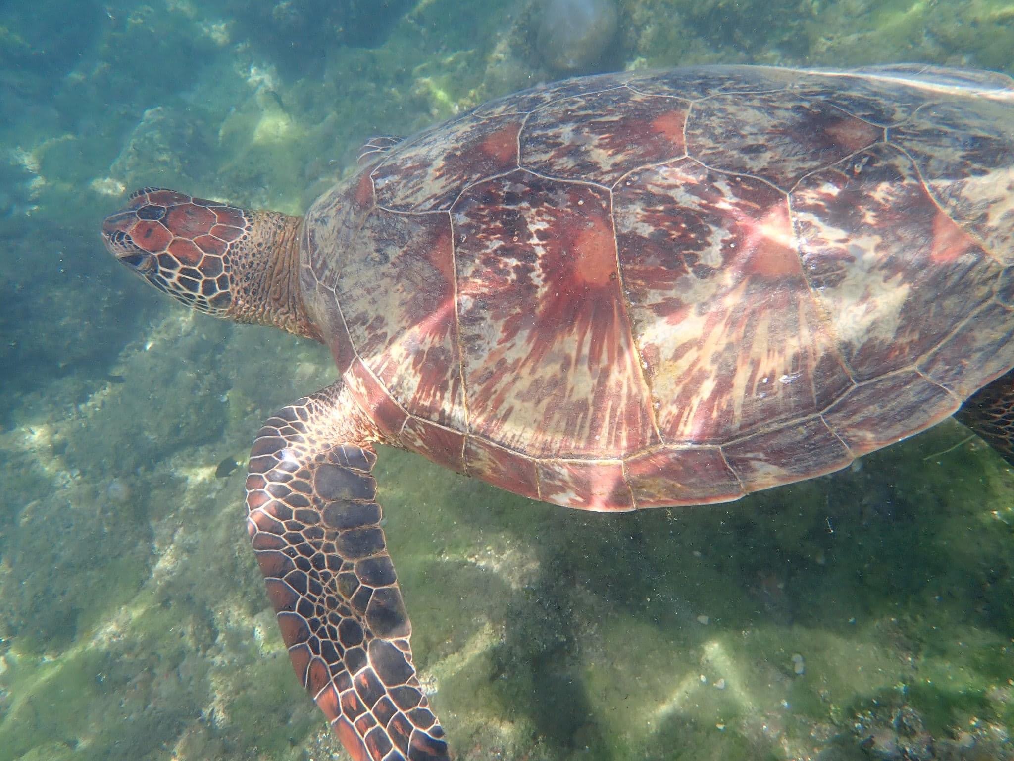 Xiaoliuqiu Snorkeling Guide 小琉球浮潛指南, The Best Places to Spot Sea ...